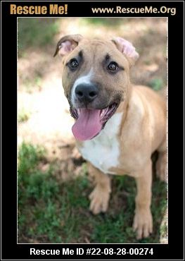- Indiana Dog Rescue - ADOPTIONS - Rescue Me!