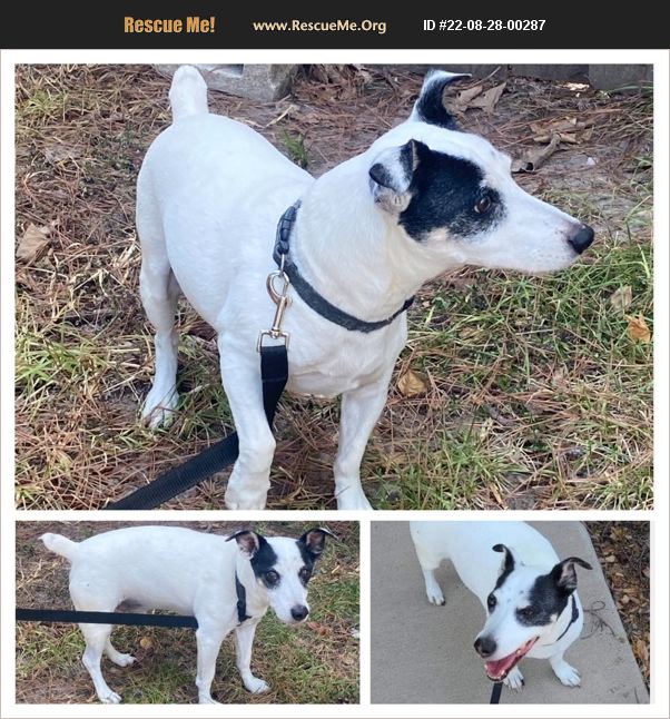 ADOPT 22082800287 ~ Jack Russell Rescue ~ Bexar County, TX