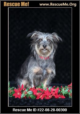 - California Yorkie Rescue - ADOPTIONS - Rescue Me!