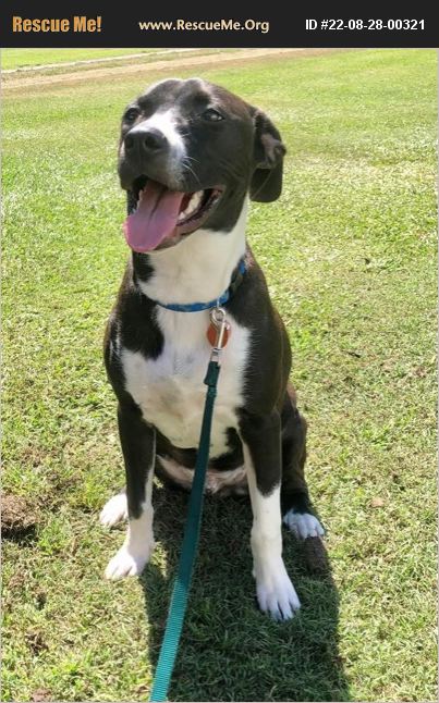 ADOPT 22082800321 ~ Pit Bull Rescue ~ Yorktown, VA