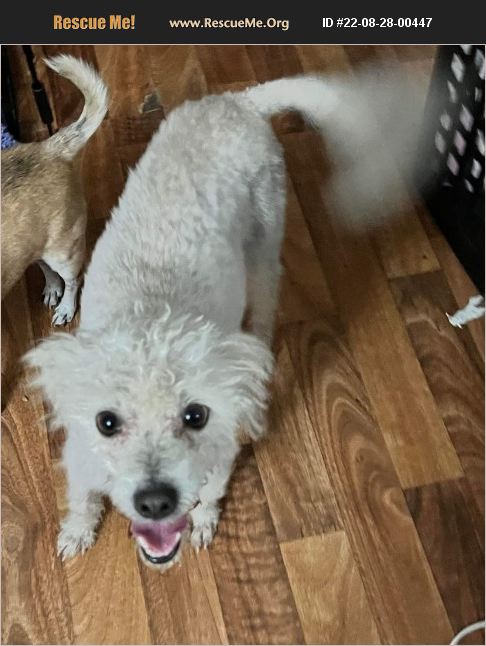 ADOPT 22082800447 ~ Cairn Rescue ~ Marana, AZ