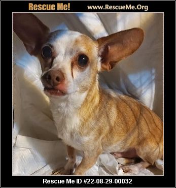 - Connecticut Pug Rescue - ADOPTIONS - Rescue Me!