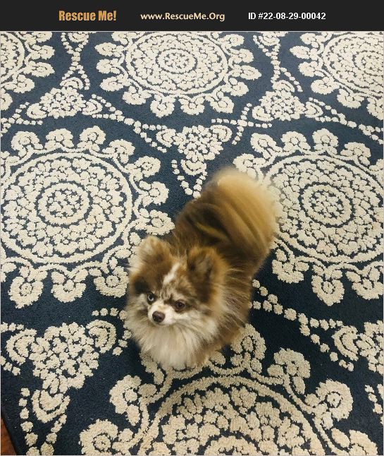 ADOPT 22082900042 ~ Pomeranian Rescue ~ Stillwater, OK