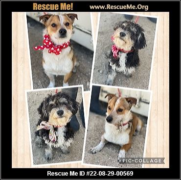 - California Maltese Rescue - ADOPTIONS - Rescue Me!