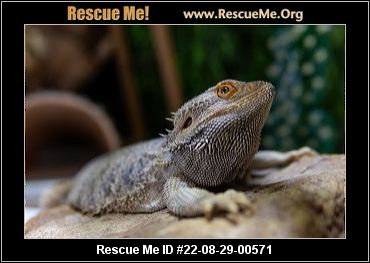 - Washington Reptile/Amphibian Rescue - ADOPTIONS - Rescue Me!