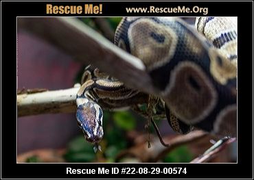 - Washington Reptile/Amphibian Rescue - ADOPTIONS - Rescue Me!