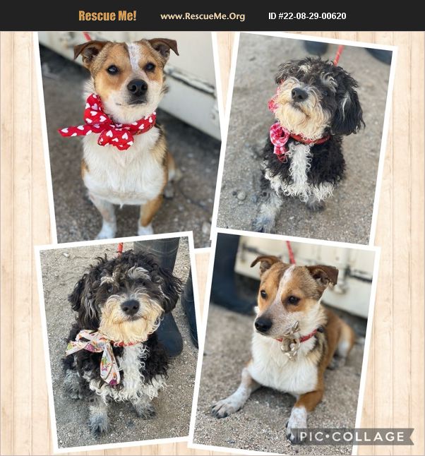 ADOPT 22082900620 ~ Jack Russell Rescue ~ Riverside County, CA