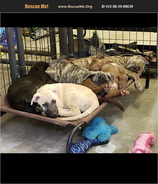 ADOPT 22082900639 ~ American Staffordshire Terrier Rescue ~ Appleton, WI