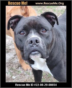 - Georgia Boxer Rescue - ADOPTIONS - Rescue Me!