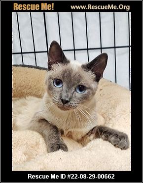 - Illinois Siamese Rescue - ADOPTIONS - Rescue Me!