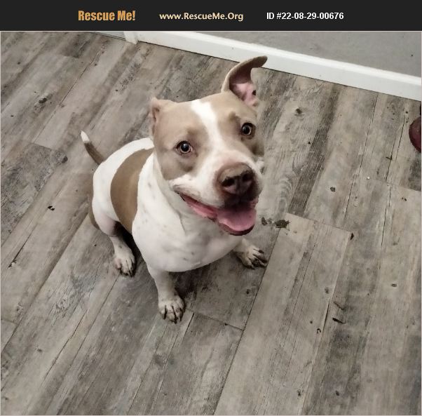 ADOPT 22082900676 ~ American Staffordshire Terrier Rescue ~ Appleton, WI