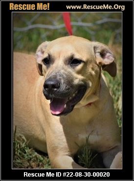 - New York Dog Rescue - ADOPTIONS - Rescue Me!