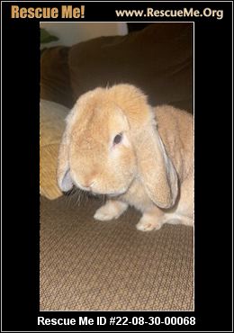 - Ohio Rabbit Rescue - ADOPTIONS - Rescue Me!