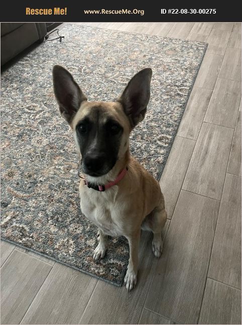 ADOPT 22083000275 ~ Belgian Malinois Rescue ~ San Antonio, TX