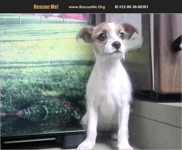 ADOPT 22083000301 ~ Jack Russell Rescue ~ Moreno Valley, CA