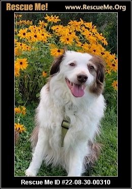 - Virginia Australian Shepherd Rescue - ADOPTIONS - Rescue Me!