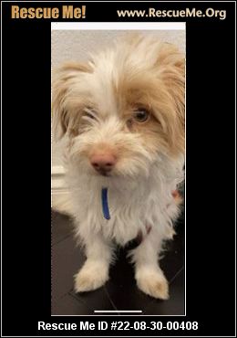 - California Havanese Rescue - ADOPTIONS - Rescue Me!