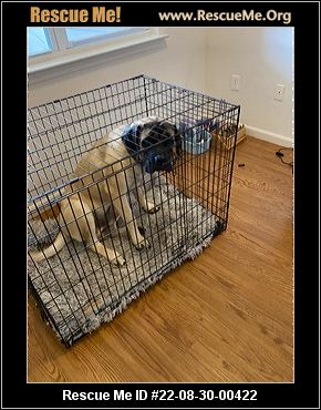 - Colorado Mastiff Rescue - ADOPTIONS - Rescue Me!
