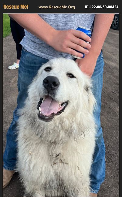 ADOPT 22083000424 ~ Great Pyrenees Rescue ~ Havre, MT