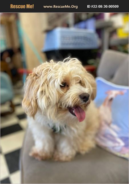 ADOPT 22083000509 ~ Cockapoo Rescue ~ Chicago, IL