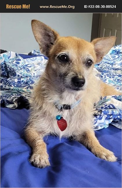 ADOPT 22083000524 ~ Yorkie Rescue ~ Pensacola, FL