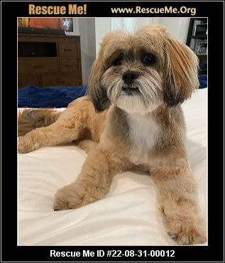 - California Lhasa Apso Rescue - ADOPTIONS - Rescue Me!