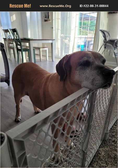 ADOPT 22083100044 ~ Rhodesian Ridgeback Rescue ~ Frederick, MD