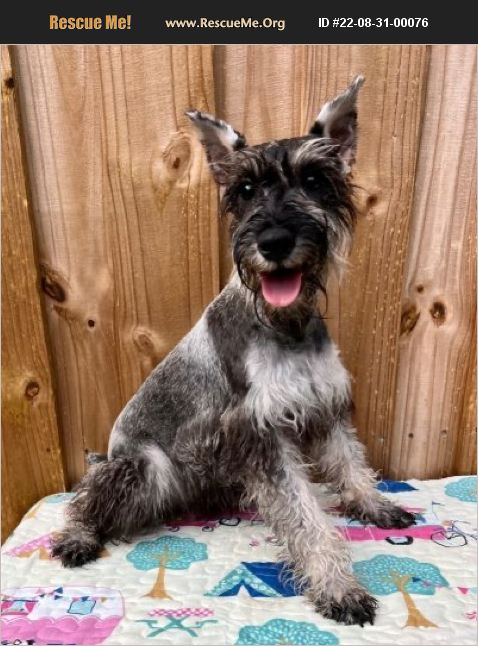 ADOPT 22083100076 ~ Schnauzer Rescue ~ Fort Myers, FL