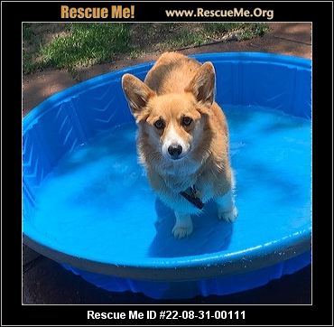 - Colorado Corgi Rescue - ADOPTIONS - Rescue Me!