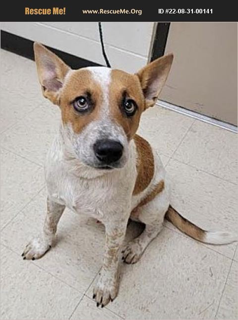 ADOPT 22083100141 ~ Australian Cattle Dog Rescue ~ Raleigh, NC