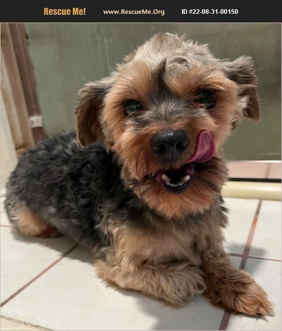 ADOPT 22083100150 ~ Yorkie Rescue ~ la mesa, CA