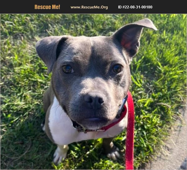 ADOPT 22083100180 ~ Staffordshire Bull Terrier Rescue ~ West Allis, WI
