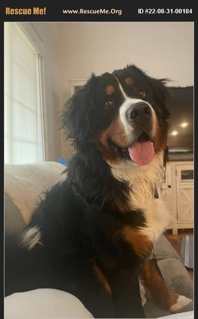 ADOPT 22083100184 ~ Bernese Mountain Dog Rescue ~ Greentown, PA