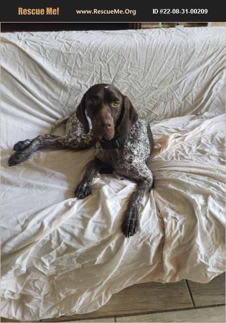 ADOPT 22083100209 ~ German Shorthaired Pointer Rescue ~ Ladonia, TX