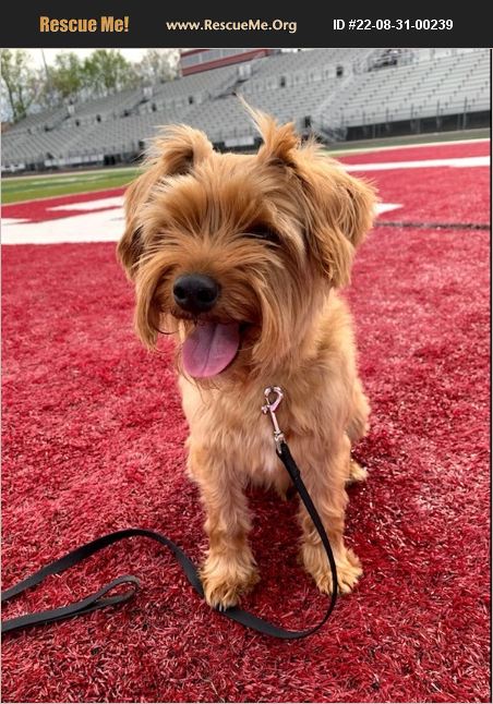 ADOPT 22083100239 ~ Yorkie Rescue ~ Forsyth County, GA