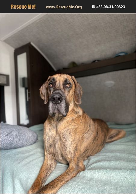 ADOPT 22083100323 ~ Great Dane Rescue ~ Caldwell, ID