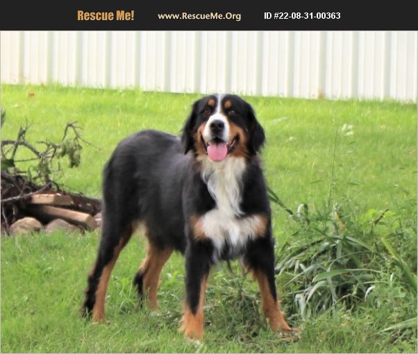 ADOPT 22083100363 ~ Bernese Mountain Dog Rescue ~ Lapel, IN
