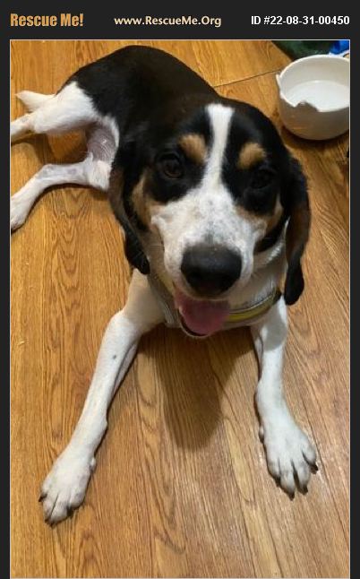 ADOPT 22083100450 ~ Beagle Rescue ~ Bethel, CT