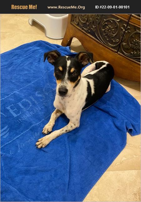 ADOPT 22090100101 ~ Rat Terrier Rescue ~ Bradenton, FL