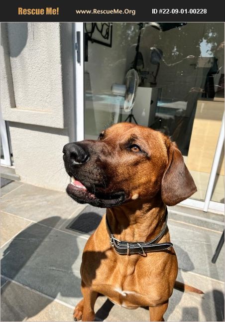 ADOPT 22090100228 ~ Rhodesian Ridgeback Rescue ~ Krugersdorp, Gauteng ...