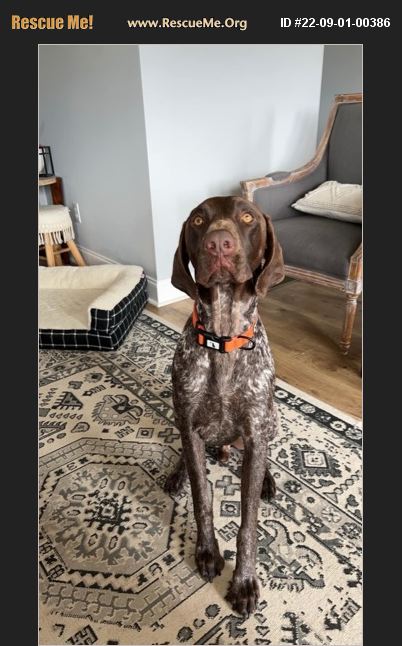 ADOPT 22090100386 ~ German Shorthaired Pointer Rescue ~ Lexington, SC