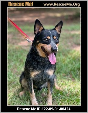 - Georgia Australian Cattle Dog Rescue - ADOPTIONS - Rescue Me!