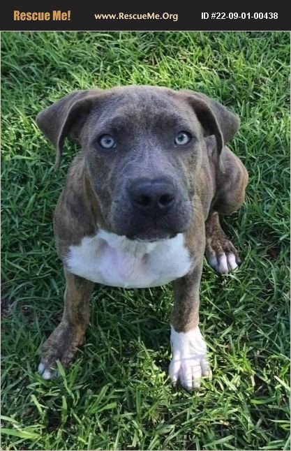 ADOPT 22090100438 ~ Pit Bull Rescue ~ WAYNESVILLE, GA