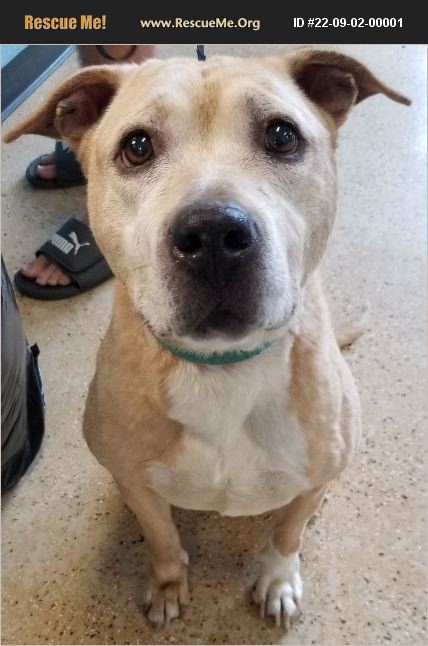 ADOPT 22090200001 ~ Pit Bull Rescue ~ Marion, IN