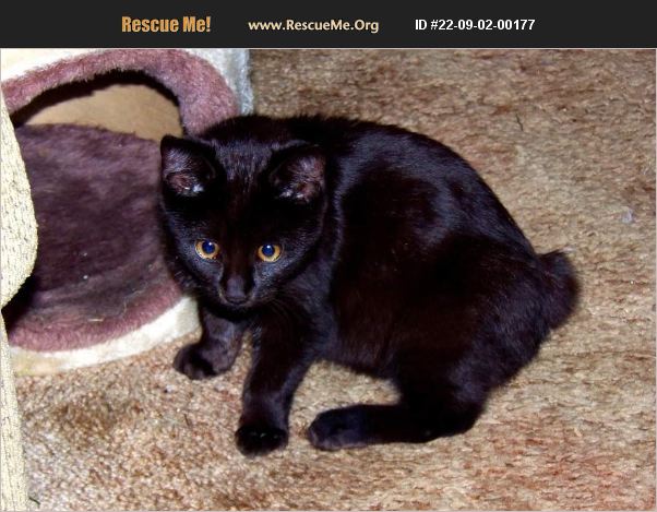 ADOPT 22090200177 ~ Manx Rescue ~ Beebe, AR