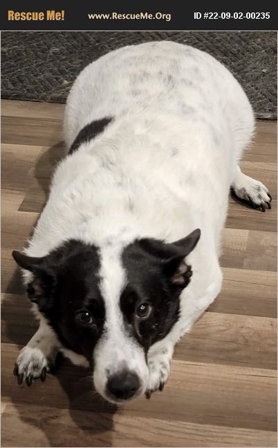 ADOPT 22090200235 ~ Corgi Rescue ~ Denver, CO