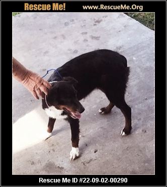 - Texas Australian Shepherd Rescue - ADOPTIONS - Rescue Me!