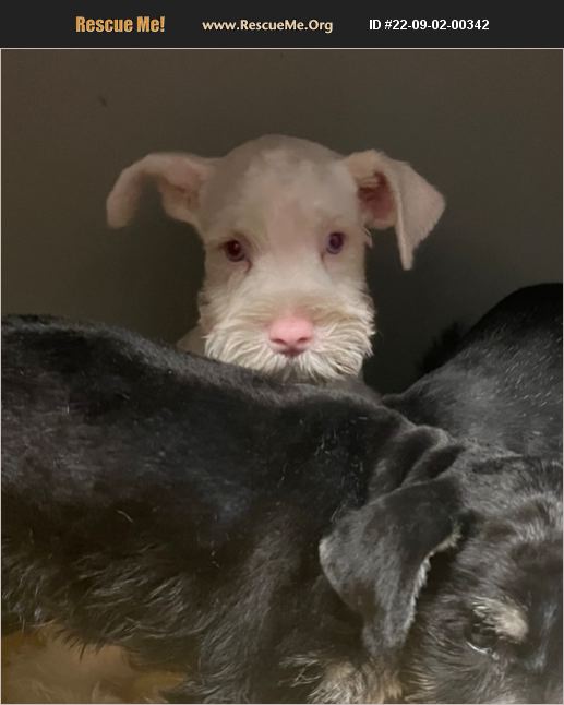 ADOPT 22090200342 ~ Schnauzer Rescue ~ Phoenix, AZ