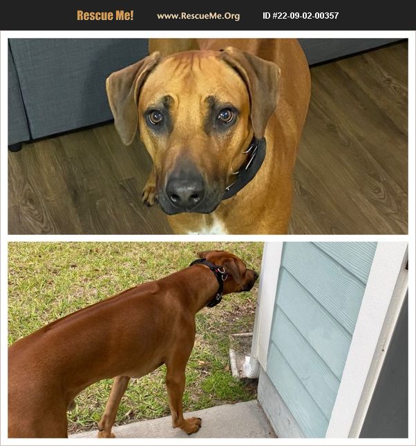 ADOPT 22090200357 ~ Rhodesian Ridgeback Rescue ~ Bradenton, FL
