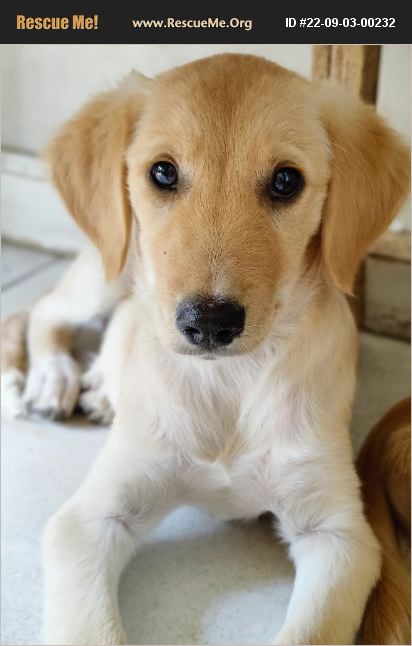 ADOPT 22090300232 ~ Gordon Setter Rescue ~ Bakersfield, CA